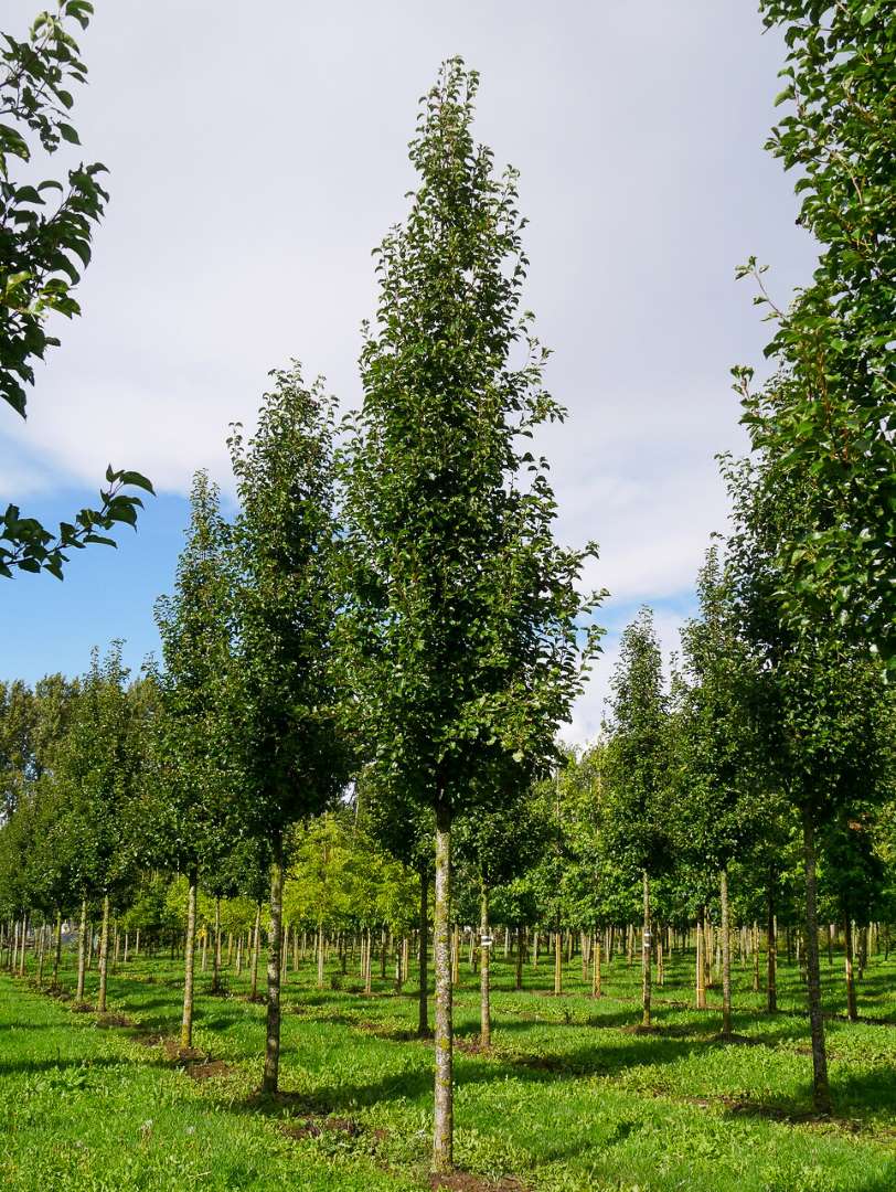 Pyrus calleryana 'Chanticleer' | Pyrus calleryana 'Chanticleer' - Van ...