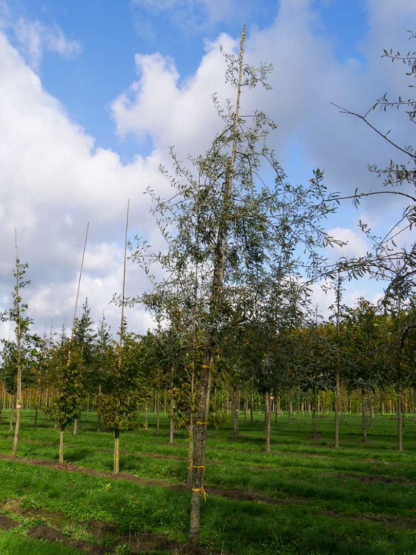 Pyrus salicifolia 'Pendula' | Pyrus salicifolia 'Pendula' - Van den ...