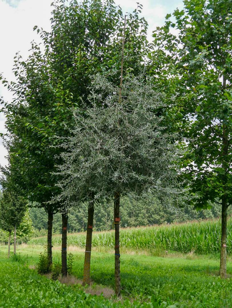 Pyrus salicifolia 'Pendula' | Pyrus salicifolia 'Pendula' - Van den ...