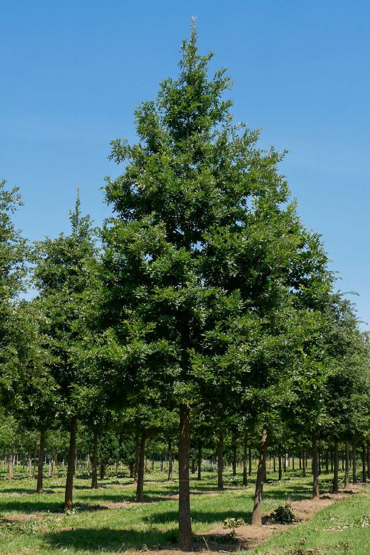 Quercus cerris | Turkey oak, Mossy oak, Moss-cupped oak - Van den Berk ...