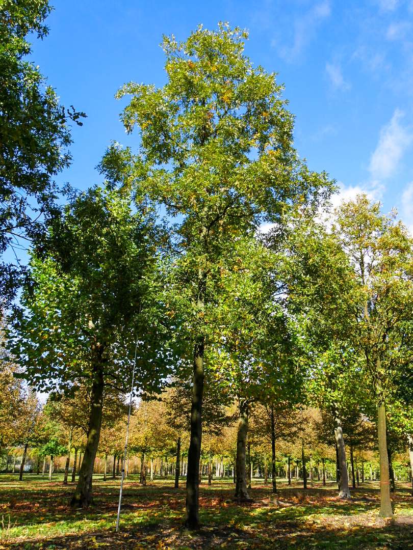 Quercus cerris | Turkey oak, Mossy oak, Moss-cupped oak - Van den Berk ...