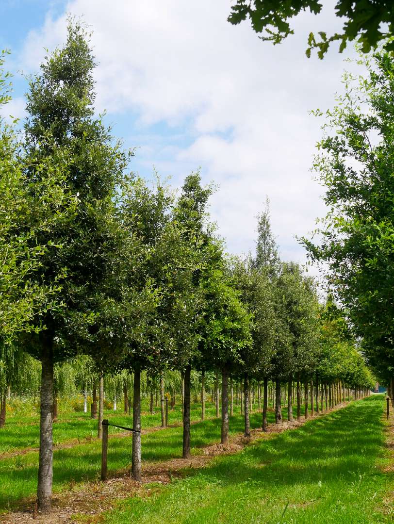 Quercus ilex | Holm oak, Holly oak, Evergreen oak - Van den Berk Nurseries