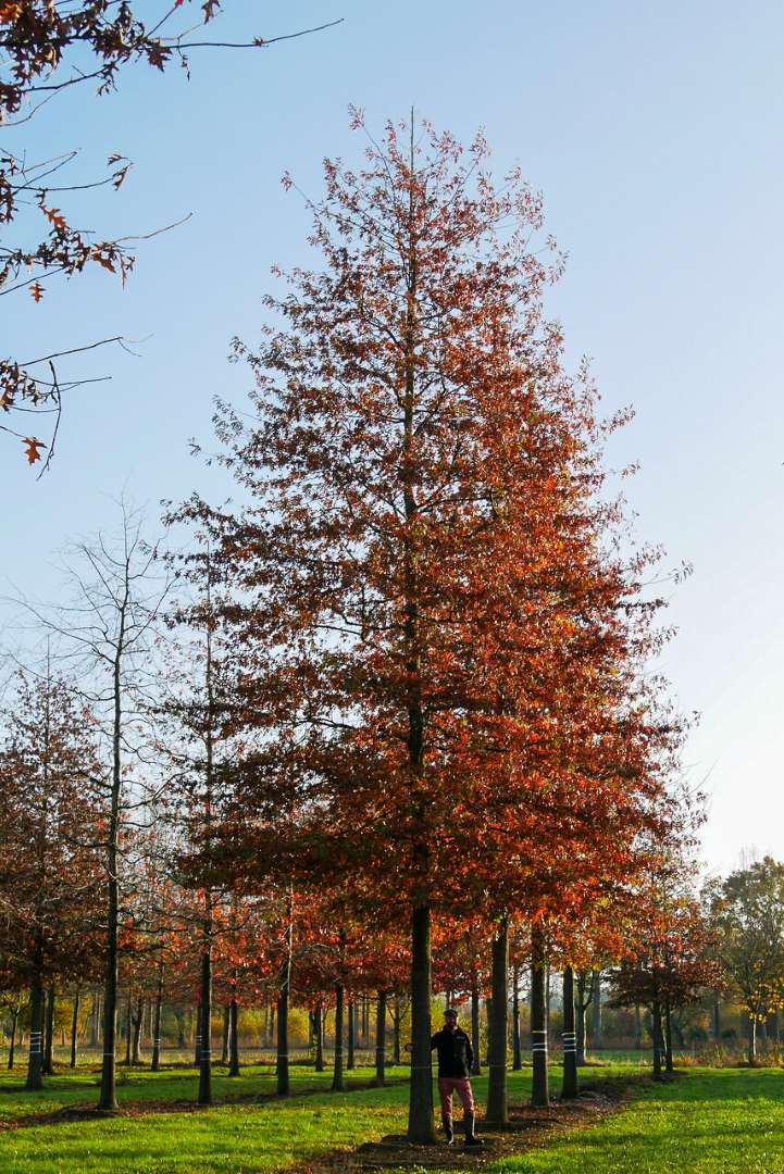 Quercus palustris | Pin oak, Swamp oak - Van den Berk Nurseries