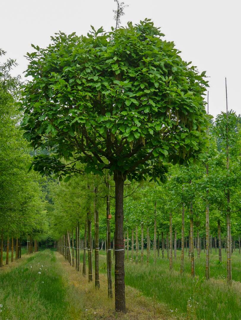 Quercus pontica | Armenian oak, Pontine oak - Van den Berk Nurseries