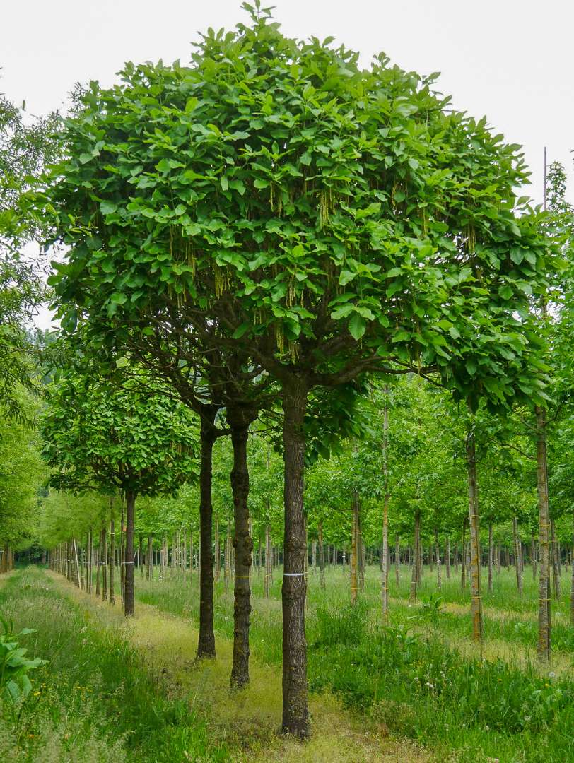 Quercus pontica | Armenian oak, Pontine oak - Van den Berk Nurseries