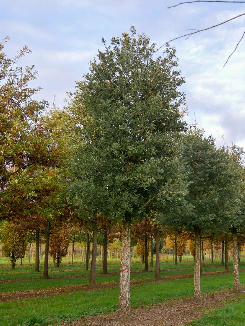 Quercus suber | Cork oak - Van den Berk Nurseries