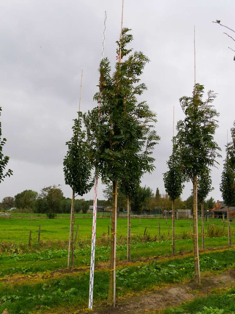 Sorbus 'Dodong' | Sorbus 'Dodong' - Van den Berk Nurseries