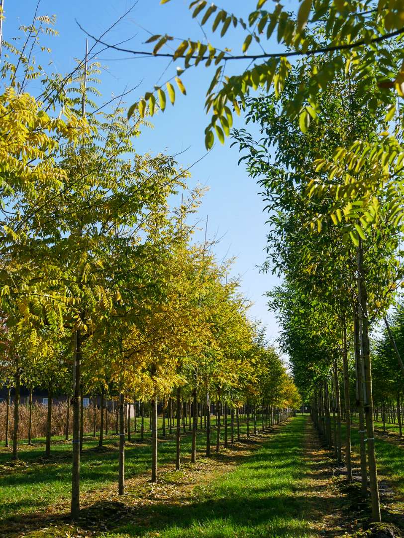 Styphnolobium japonicum 'Regent' | Styphnolobium japonicum 'Regent ...