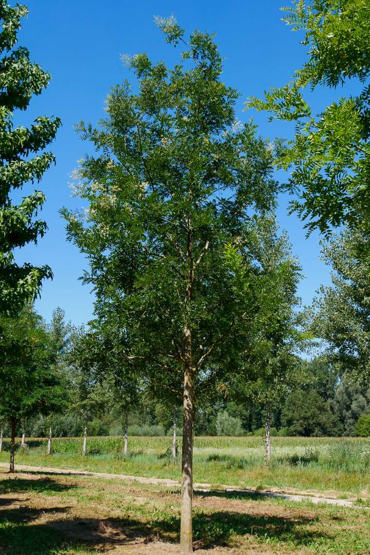 Styphnolobium japonicum 'Regent' | Styphnolobium japonicum 'Regent ...