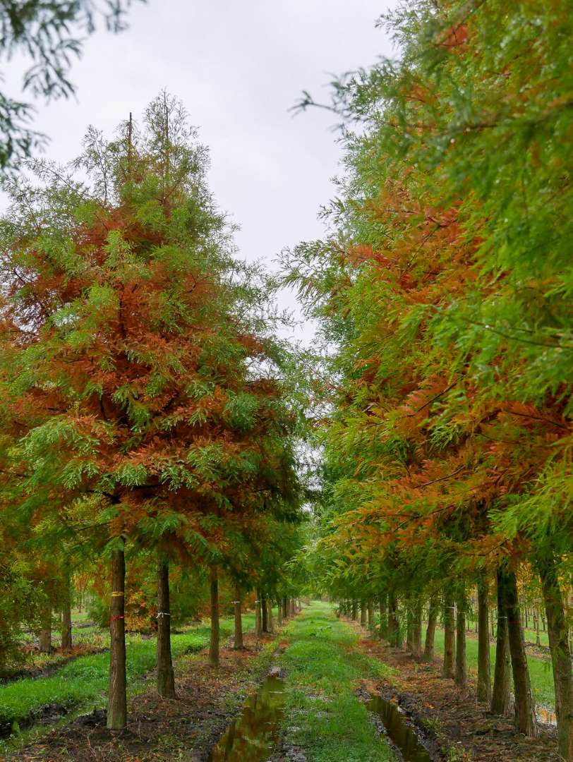 Taxodium distichum | Bald cypress, Swamp cypress - Van den Berk Nurseries