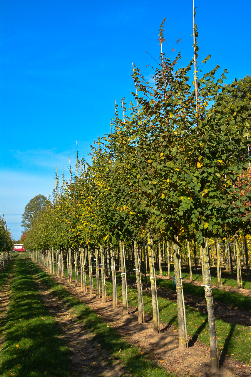 Ulmus laevis | European white elm, Fluttering elm, Russian elm - Van ...