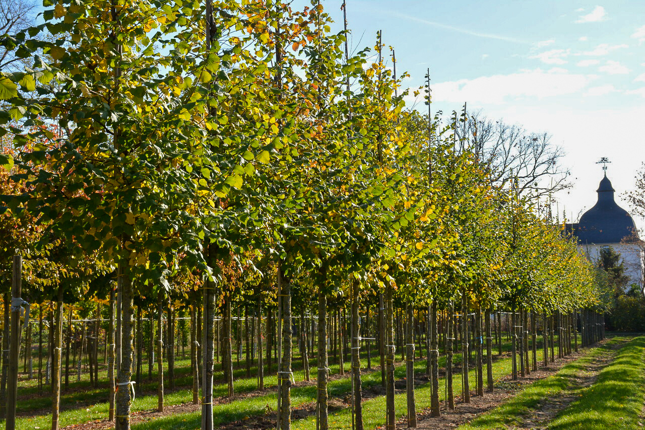 Ulmus laevis | European white elm, Fluttering elm, Russian elm - Van ...