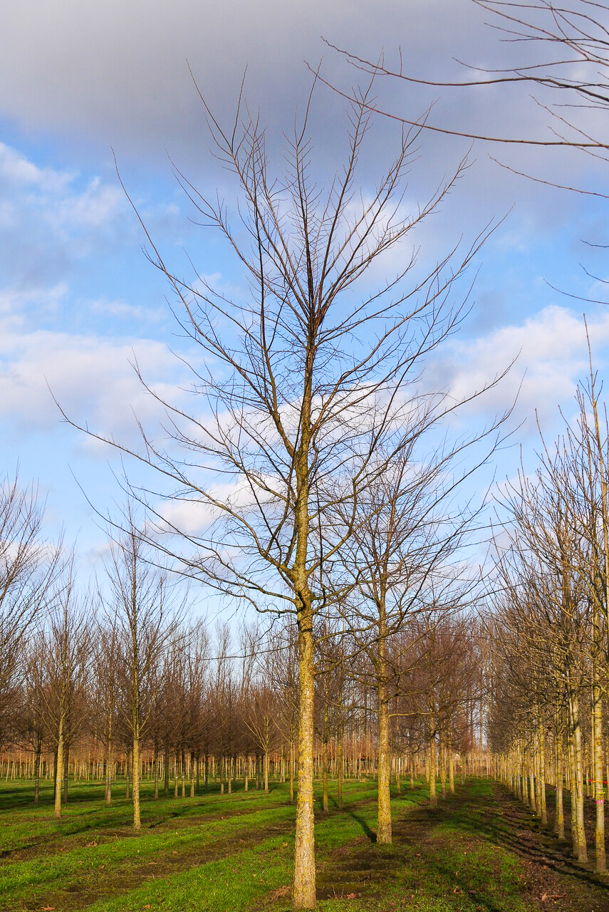 Ulmus laevis | European white elm, Fluttering elm, Russian elm - Van ...