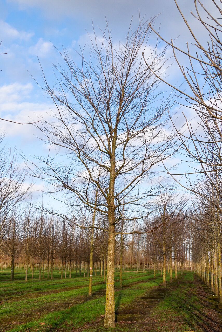Ulmus laevis | European white elm, Fluttering elm, Russian elm - Van ...
