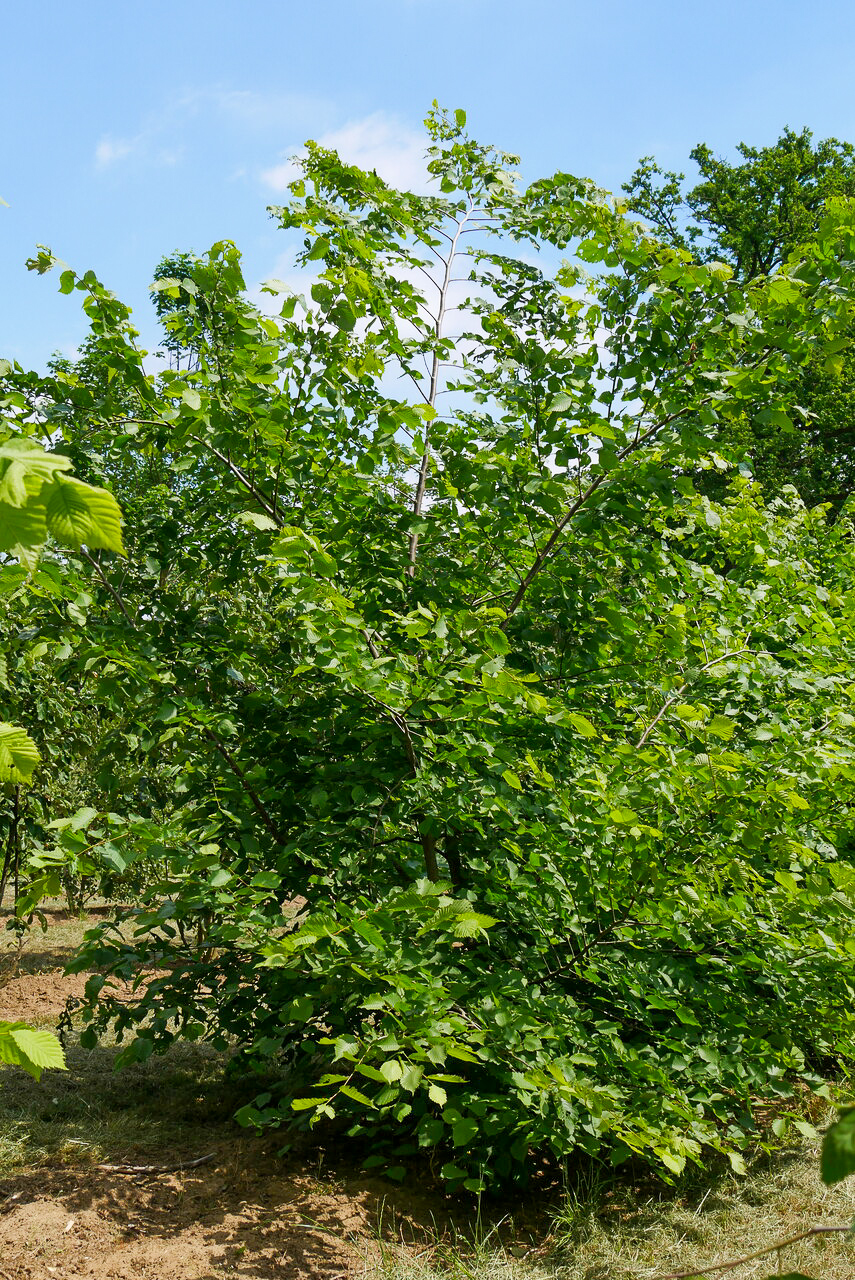 Ulmus laevis | European white elm, Fluttering elm, Russian elm - Van ...