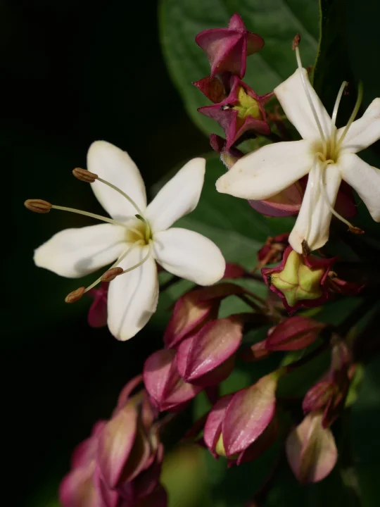 Clerodendrum trichotomum | Chance tree, Harlequin glory bowe - Van den ...