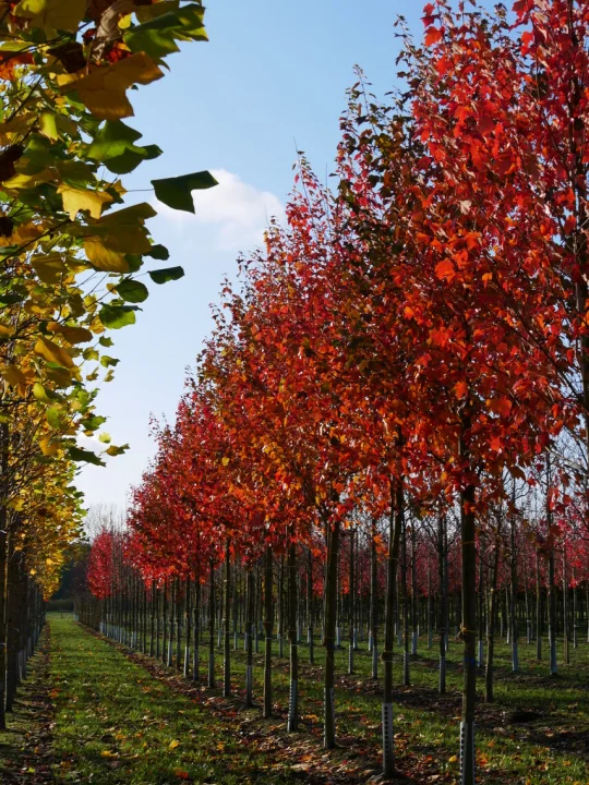 Acer rubrum | Red maple, Scarlet maple, Swamp maple - Van den Berk ...