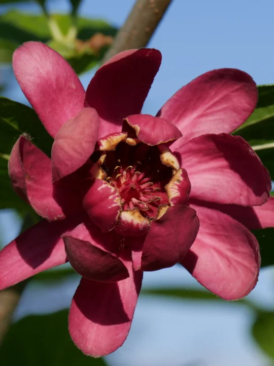 Calycanthus ×raulstonii 'Aphrodite' | Calycanthus ×raulstonii ...