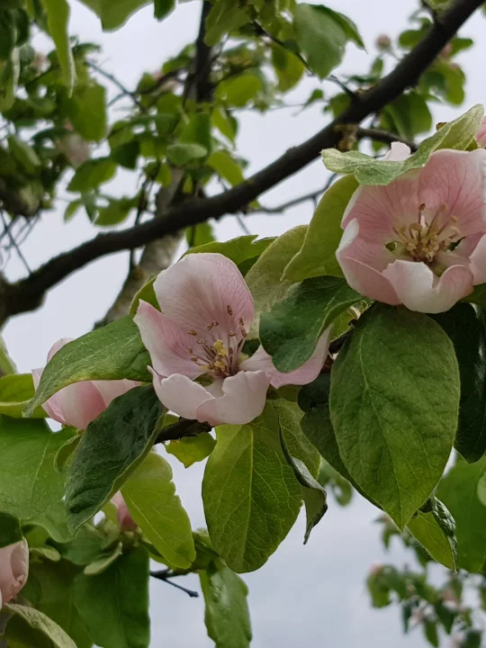 Cydonia oblonga 'Champion' | Cydonia oblonga 'Champion' - Van den Berk ...