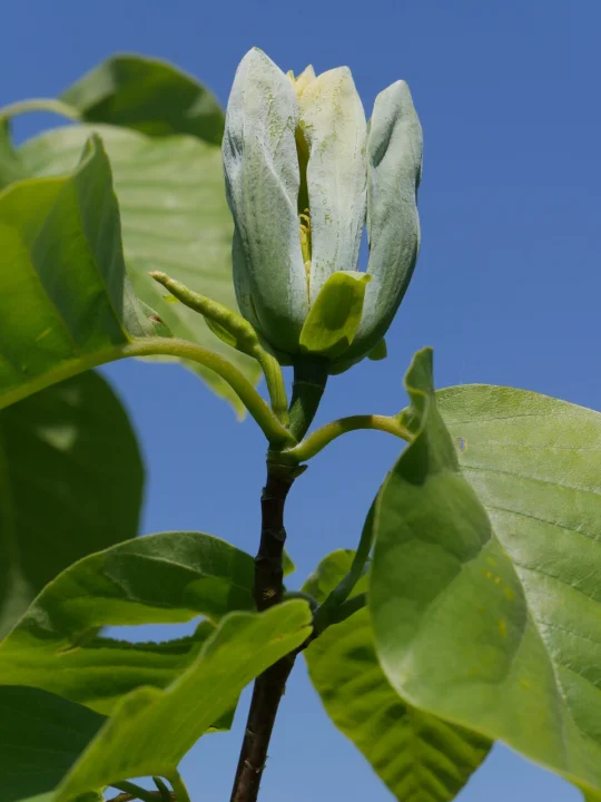 Magnolia acuminata 'Blue Opal' | Magnolia acuminata 'Blue Opal' - Van ...