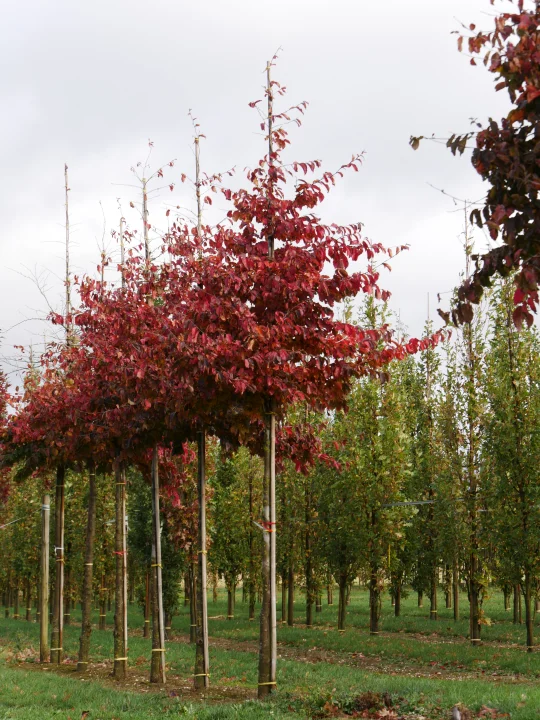 Parrotia persica | Persian ironwood - Van den Berk Nurseries