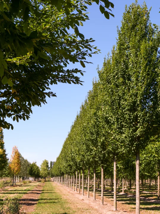 Carpinus betulus 'Lucas' | Carpinus betulus 'Lucas' - Van den Berk ...