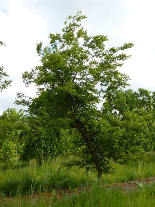 Carpinus coreana | Carpinus coreana - Van den Berk Nurseries