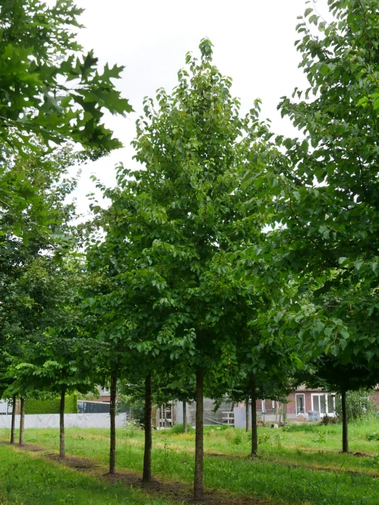 Corylus colurna | Turkish hazel, Turkish filbert - Van den Berk Nurseries