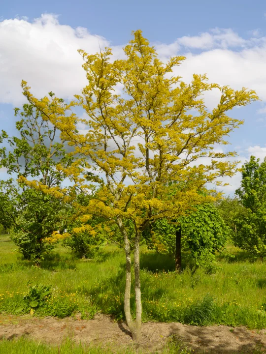 Gleditsia triacanthos 'Sunburst' | Gleditsia triacanthos 'Sunburst ...
