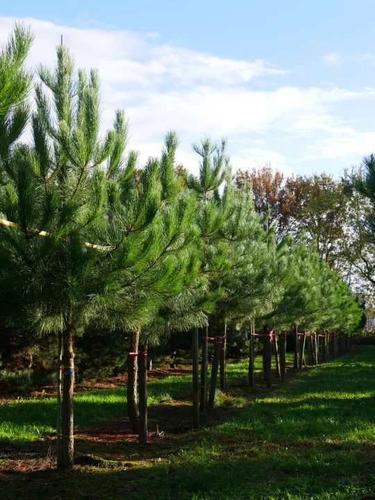 Pinus pinaster | Maritime pine - Van den Berk Nurseries