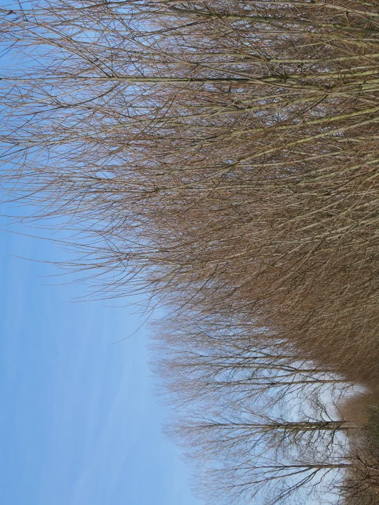 Salix triandra 'Semperflorens' | Salix triandra 'Semperflorens' - Van ...