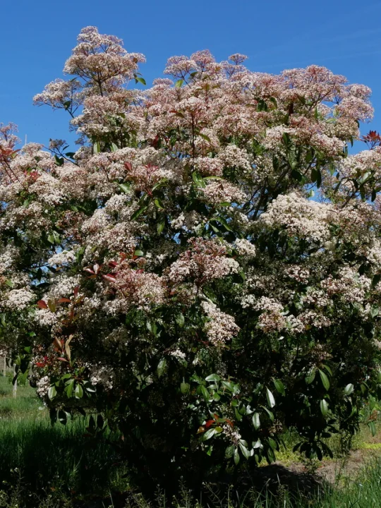 Photinia ×fraseri 'Red Robin' | Photinia ×fraseri 'Red Robin' - Van den ...