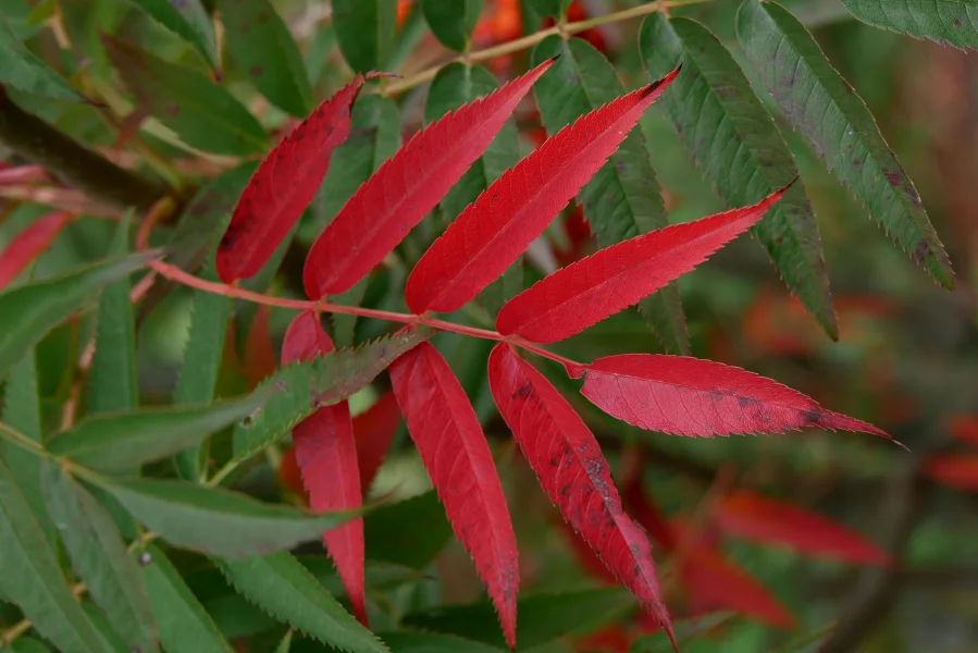 Sorbus 'Dodong' | Sorbus 'Dodong' - Van den Berk Nurseries
