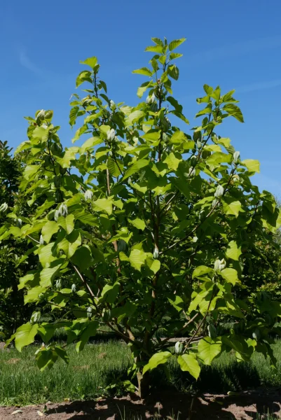 Magnolia acuminata 'Blue Opal' | Magnolia acuminata 'Blue Opal' - Van ...