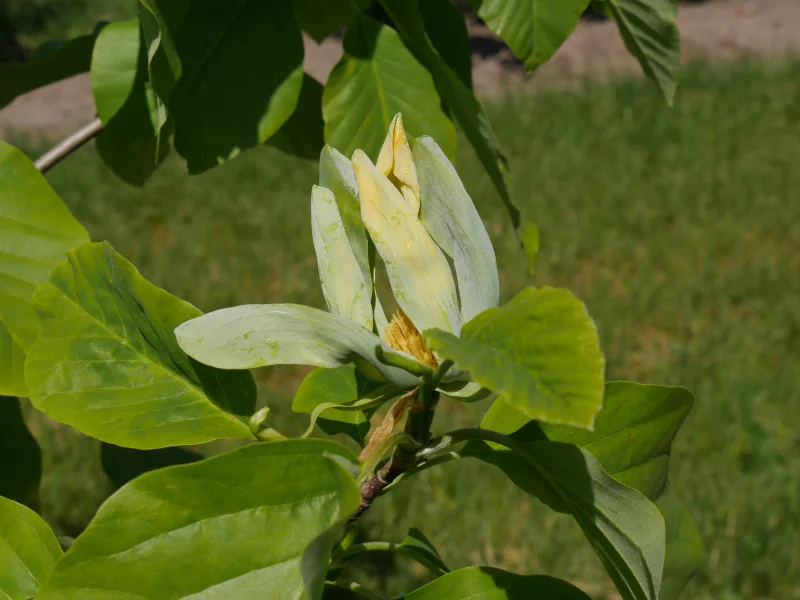 Magnolia acuminata 'Blue Opal' | Magnolia acuminata 'Blue Opal' - Van ...