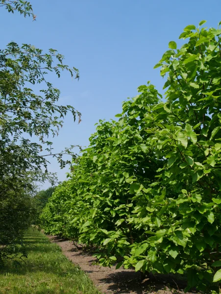 Magnolia acuminata 'Blue Opal' | Magnolia acuminata 'Blue Opal' - Van ...