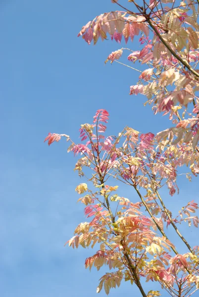 Toona sinensis | Chinese cedar, Chinese mahogany - Van den Berk Nurseries