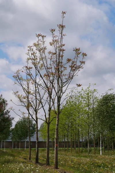 Toona sinensis | Chinese cedar, Chinese mahogany - Van den Berk Nurseries