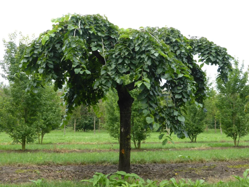 Ulmus Camperdownii Camperdown Elm Van Den Berk Nurseries