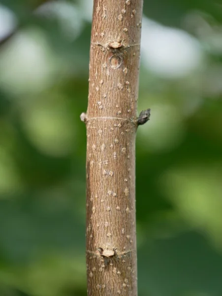Acer opalus | Acer opalus - Van den Berk Nurseries