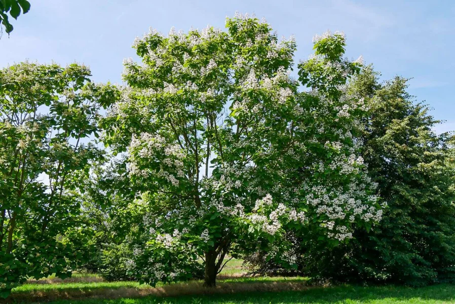 Catalpa speciosa | Western Catalpa, Northern Catalpa, Hardy Catalpa ...