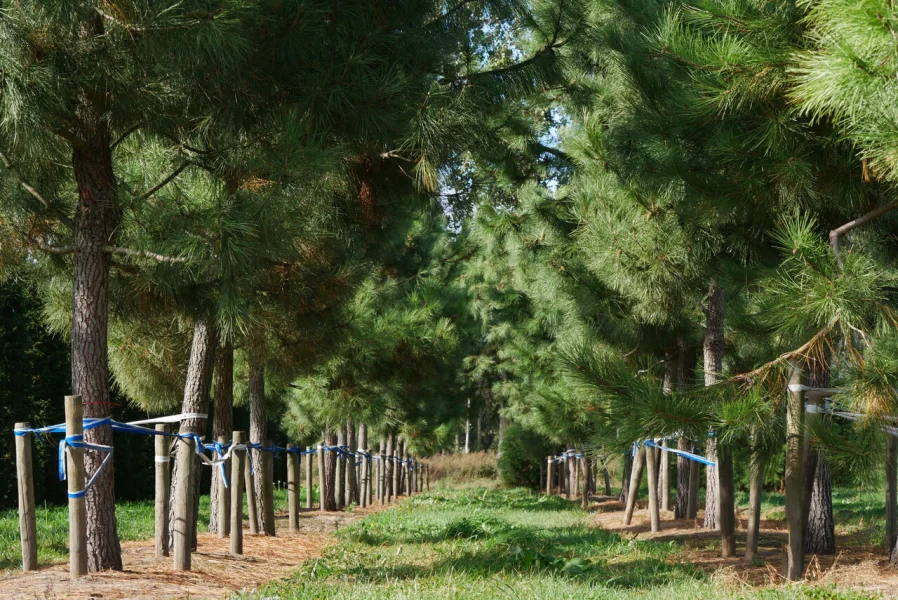 Pinus pinaster | Maritime pine - Van den Berk Nurseries