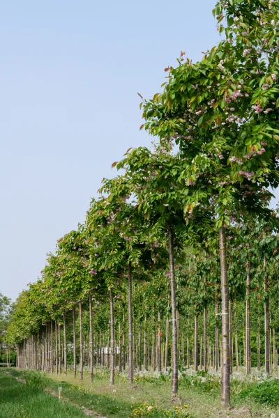 Prunus serrulata 'Fugenzo' | Prunus serrulata 'Fugenzo' - Van den Berk ...
