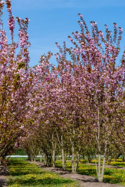 Prunus serrulata 'Kanzan' | Prunus serrulata 'Kanzan' - Van den Berk ...