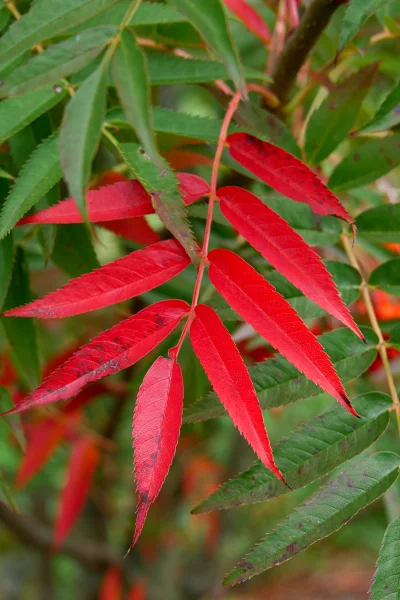 Sorbus 'Dodong' | Sorbus 'Dodong' - Van den Berk Nurseries