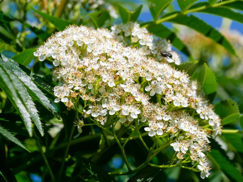 Sorbus 'Dodong' | Sorbus 'Dodong' - Van den Berk Nurseries