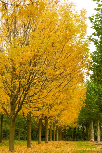 Trees with yellow autumn colors