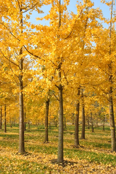 Trees with yellow autumn colors