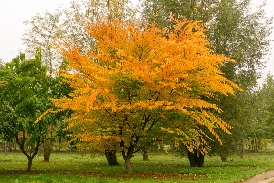 Trees with yellow autumn colors