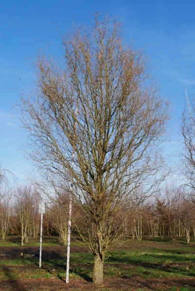 Salix babylonica 'Tortuosa' | Dragon's claw willow - Van den Berk Nurseries